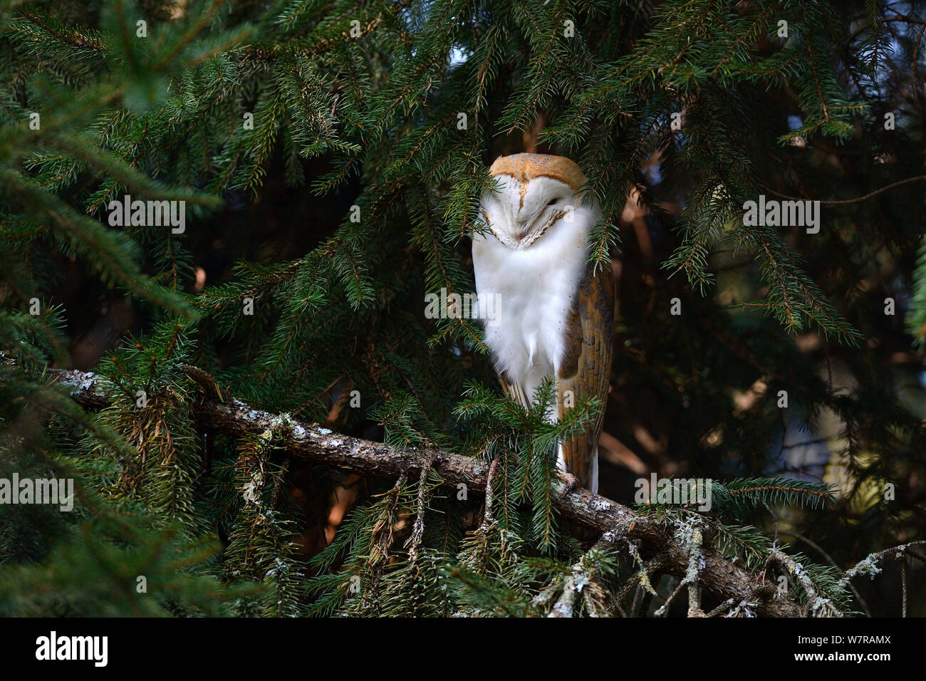 Barn owl (Tyto alba) on a branch on fir tree, West france, March Stock ...
