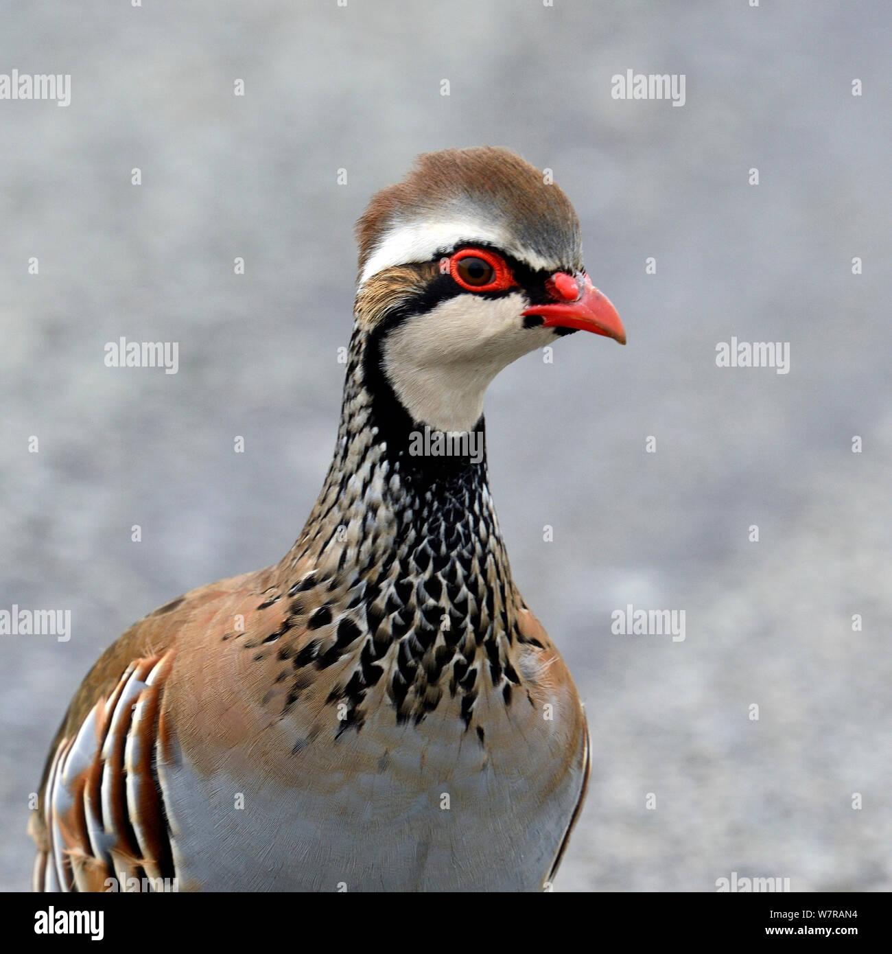 Red legged partridge france hi-res stock photography and images - Alamy