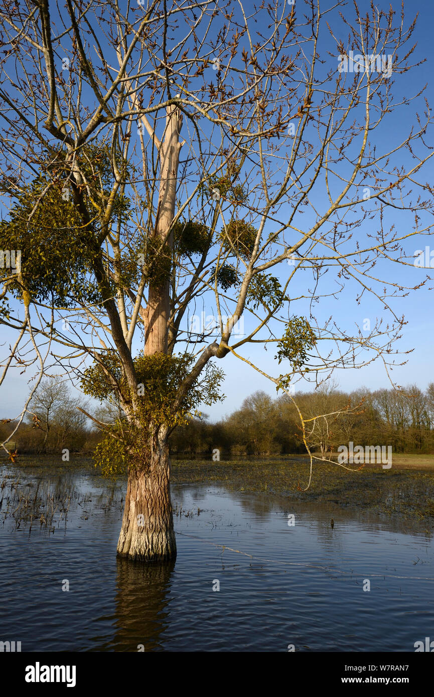 Common mistletoes hi-res stock photography and images - Alamy