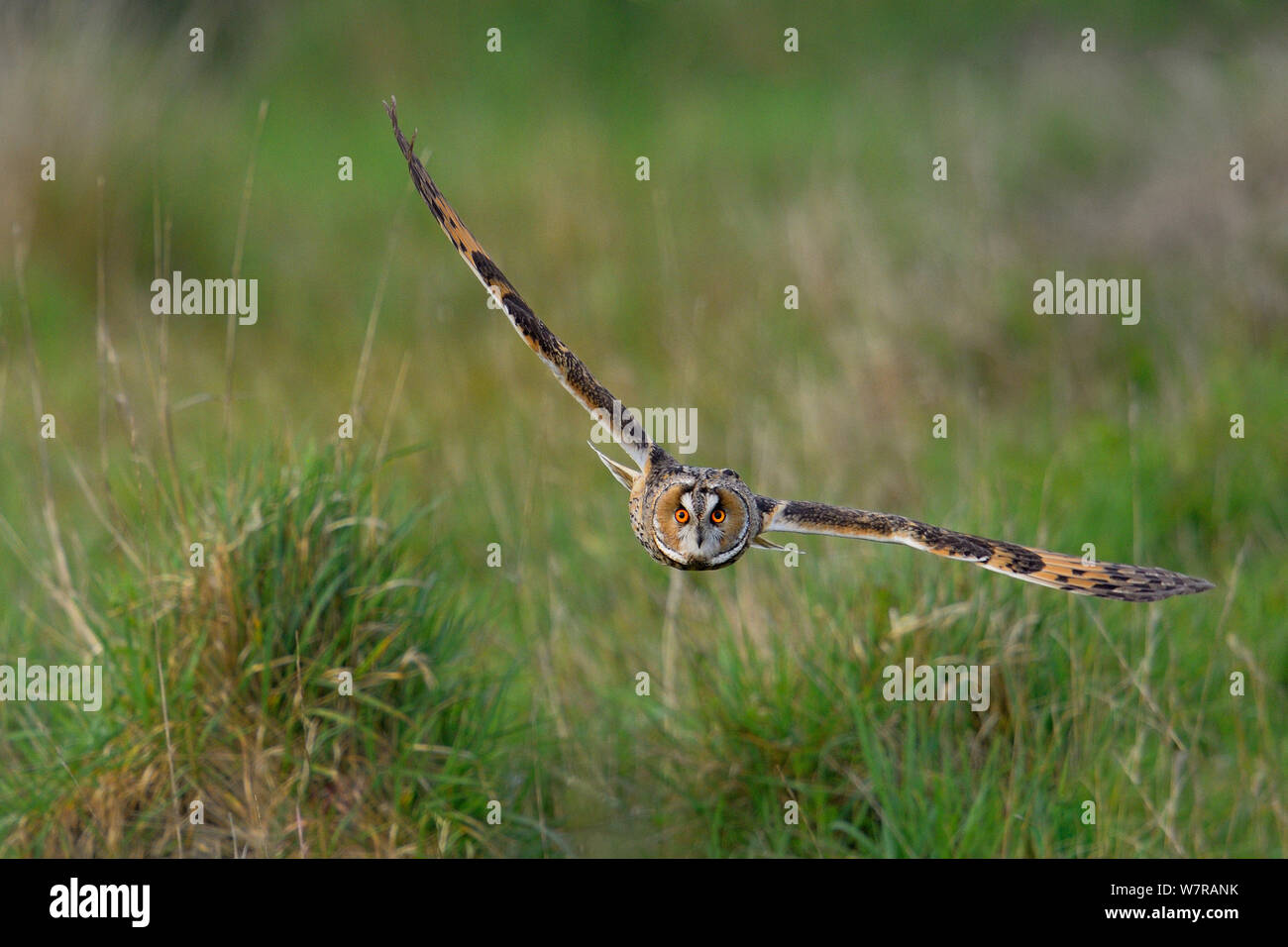 Flying long eared owls hi-res stock photography and images - Alamy