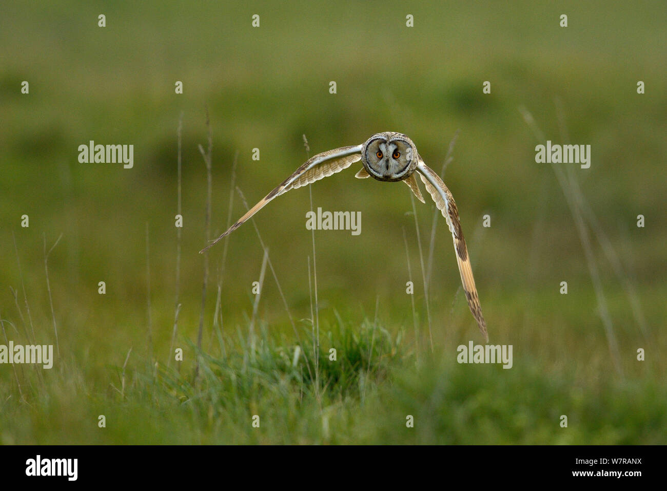 Common marsh owl hi-res stock photography and images - Alamy