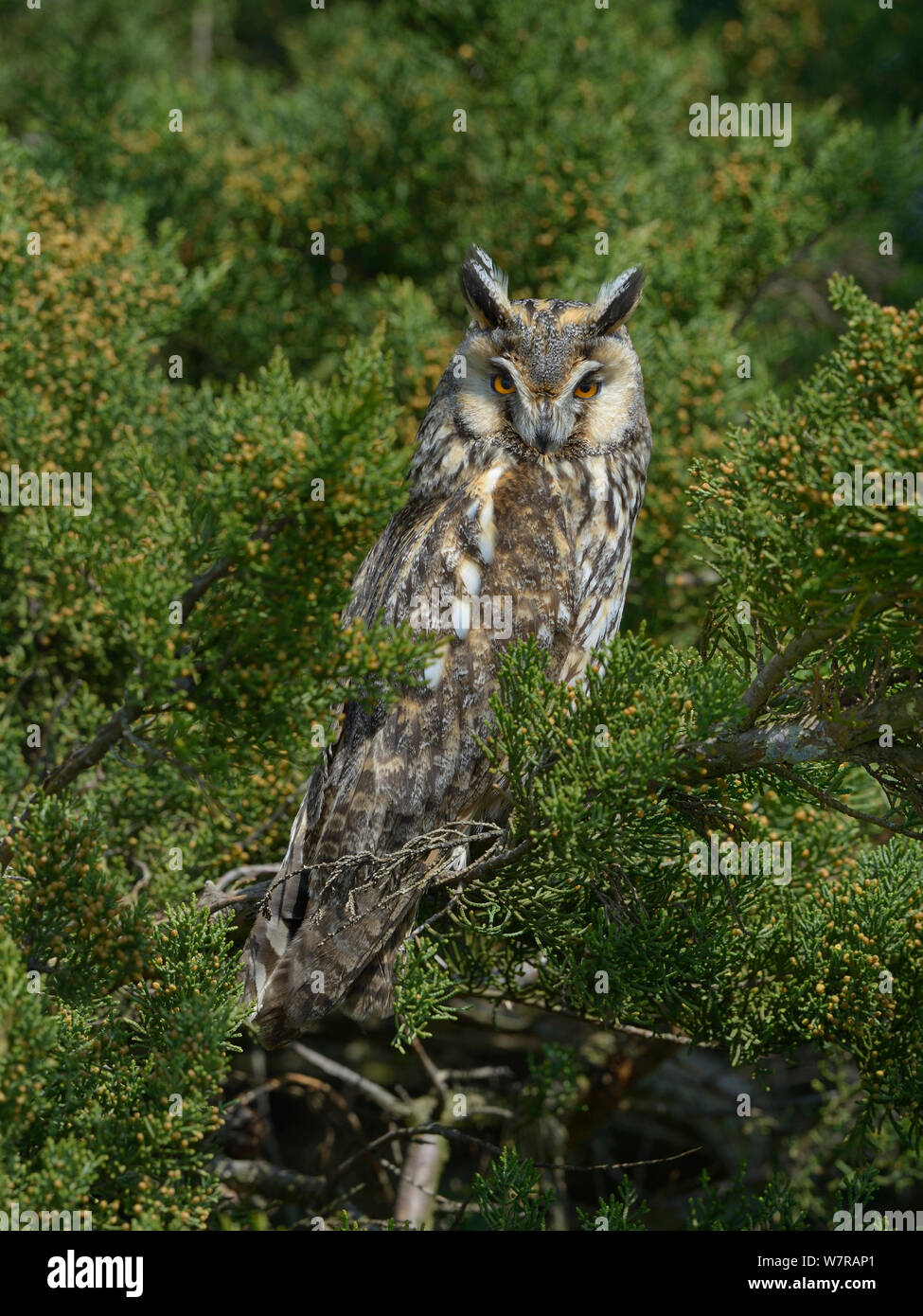 Common marsh owl hi-res stock photography and images - Alamy