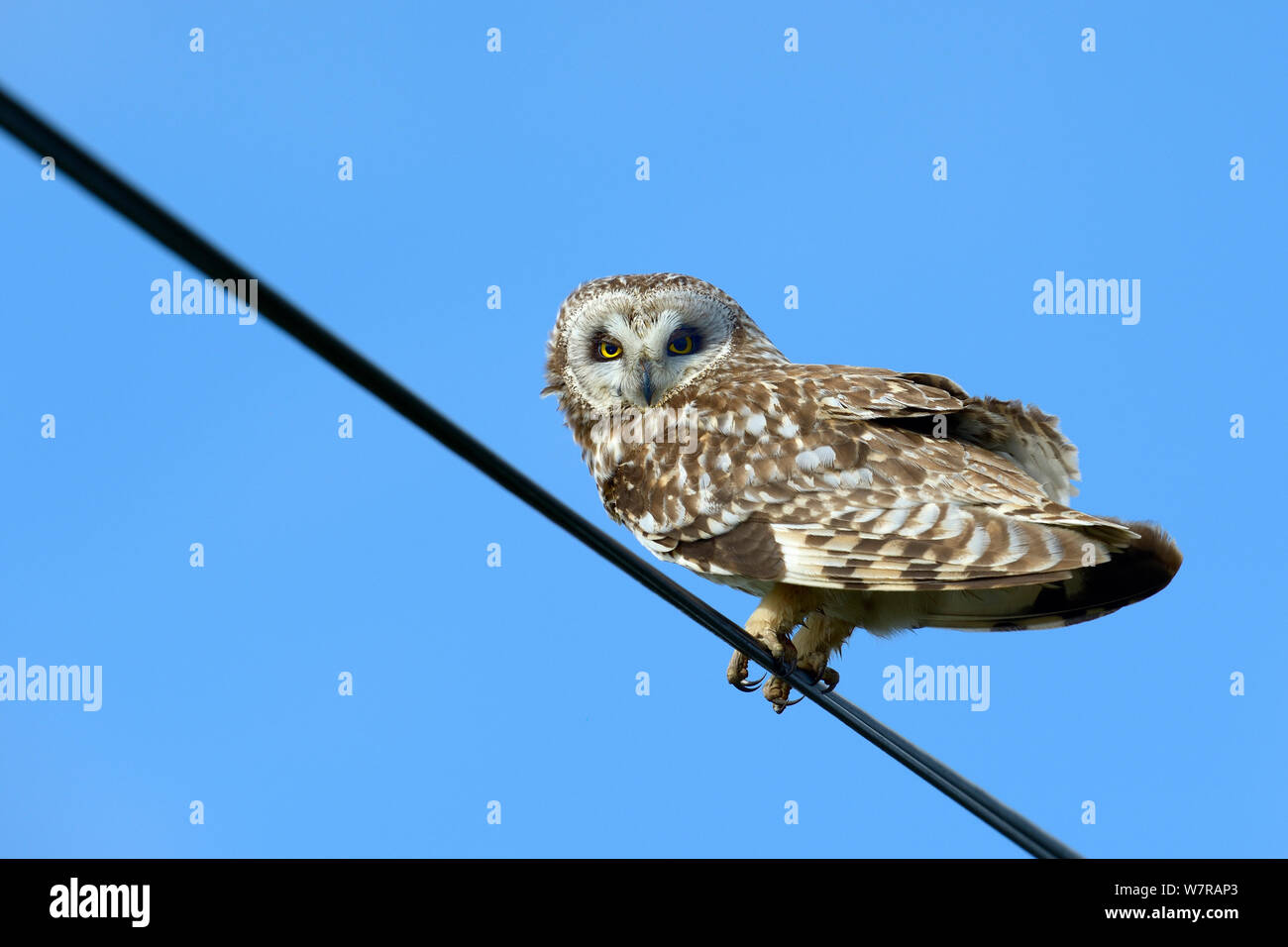 Marsh wire hi-res stock photography and images - Alamy