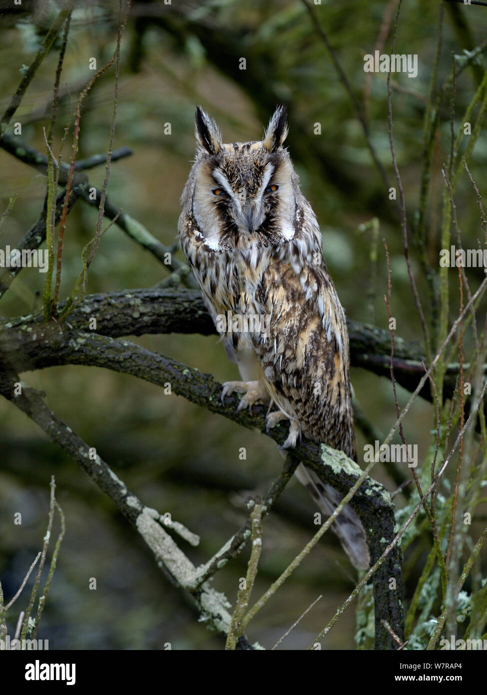 Common marsh owl hi-res stock photography and images - Alamy