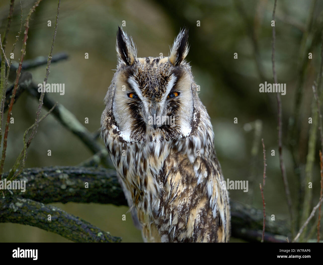 Common marsh owl hi-res stock photography and images - Alamy
