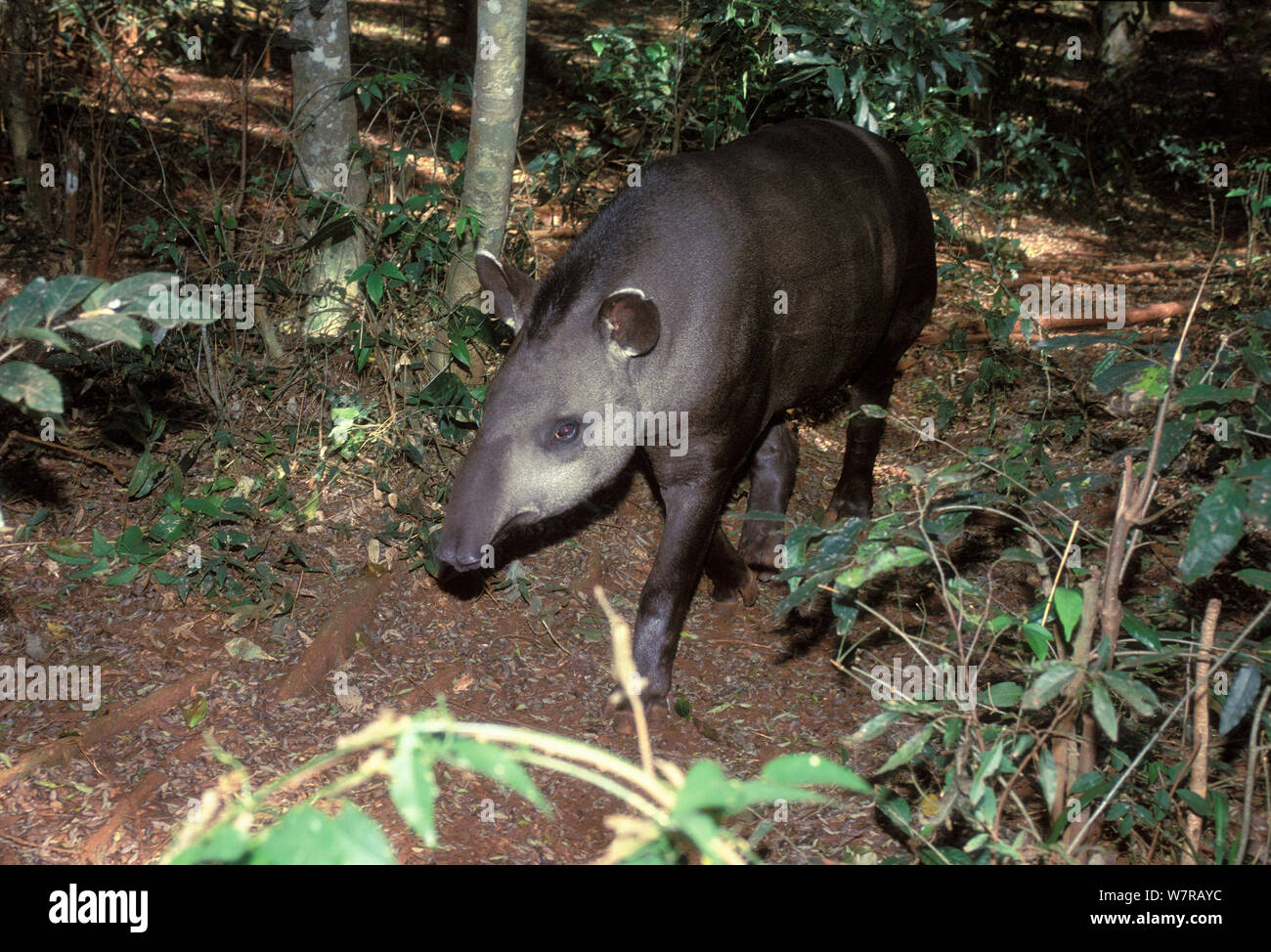 Brazilian Tapir (Tapirus terrestris) at Emas National Park, Goias State ...