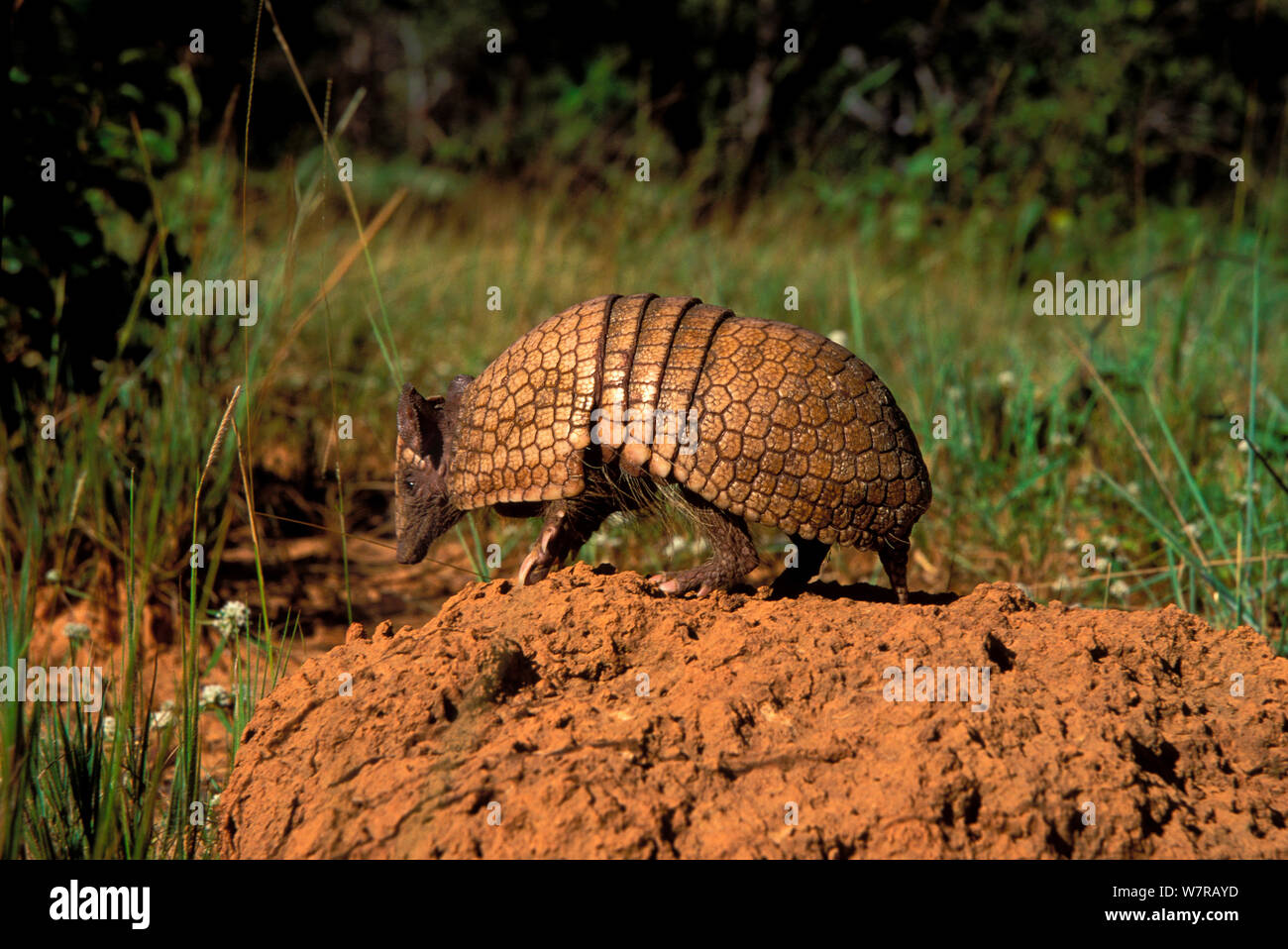 Brazilian three banded armadillo hi-res stock photography and images ...