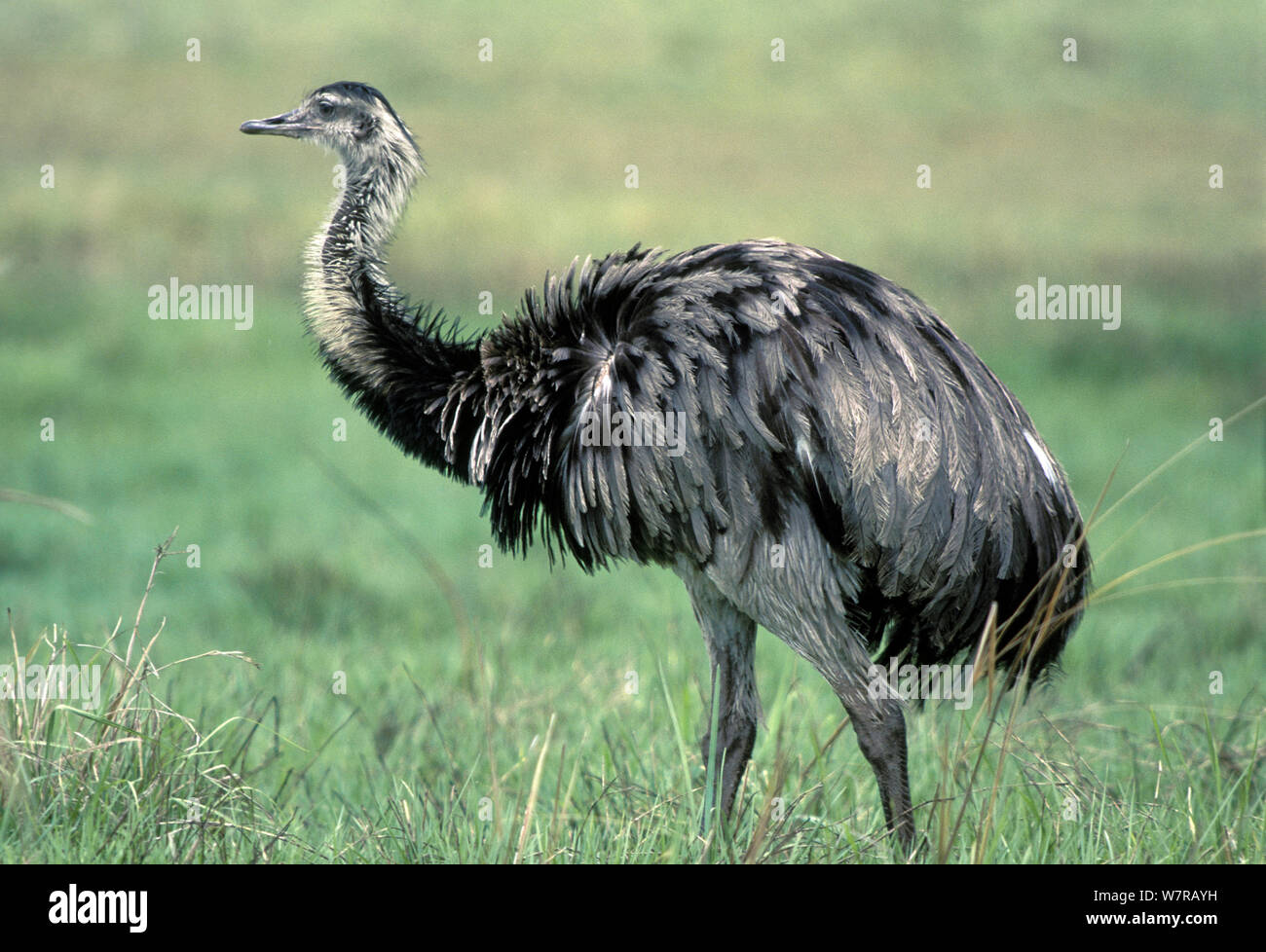 Greater Rhea (Rhea americana americana) Emas National Park, Goias State ...