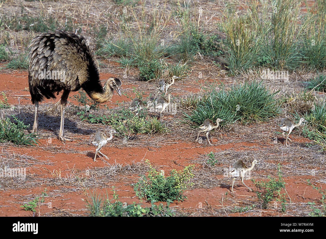 Greater Rhea (Rhea americana america) with chicks, Emas National Park ...