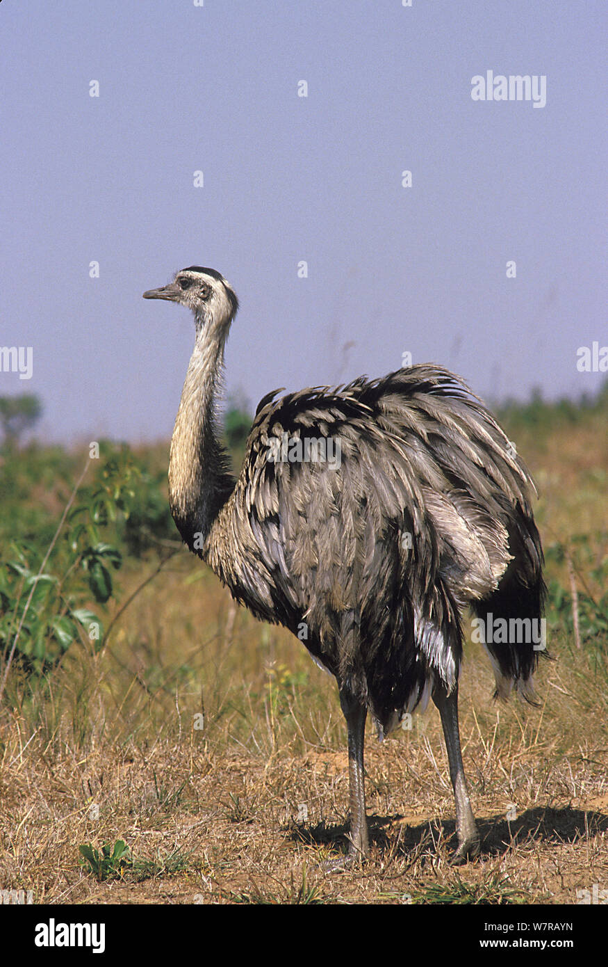 Emas national park hi-res stock photography and images - Alamy