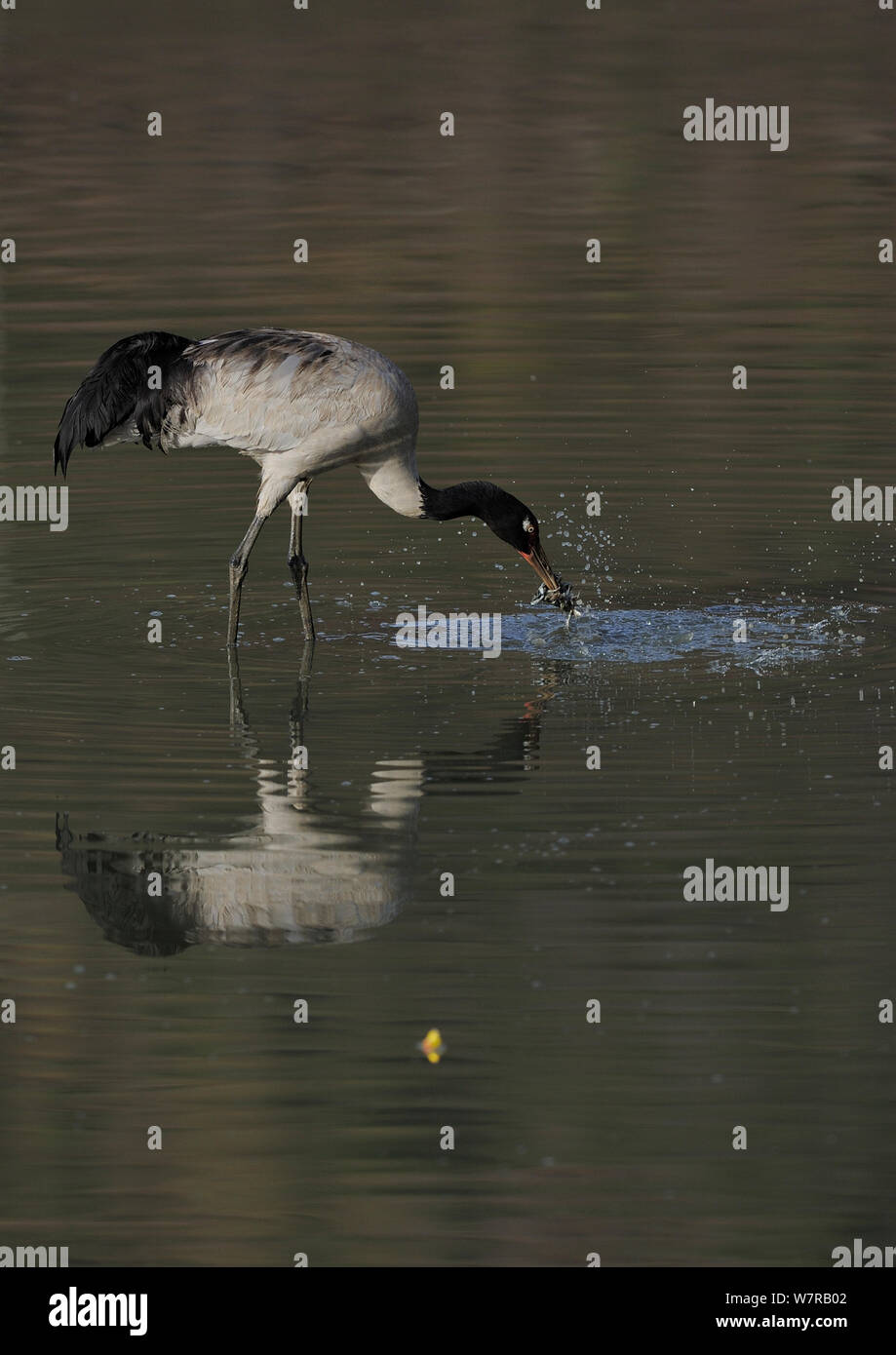Black-necked crane (Grus nigricollis) catching fish, Napa Lake, Yunnan ...