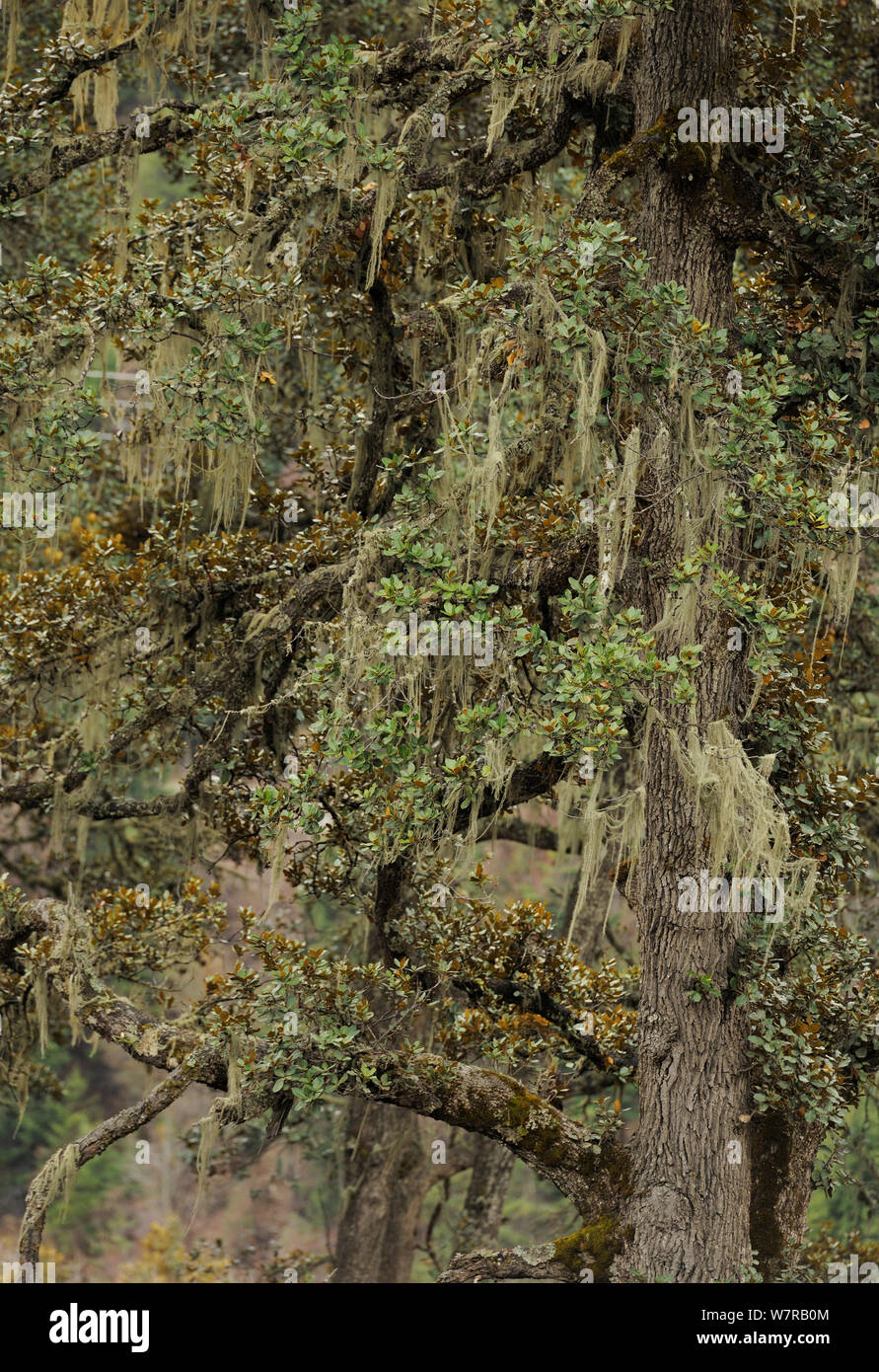 Old growth coniferous forest, with lichens, Baima snow mountain, Yunnan ...