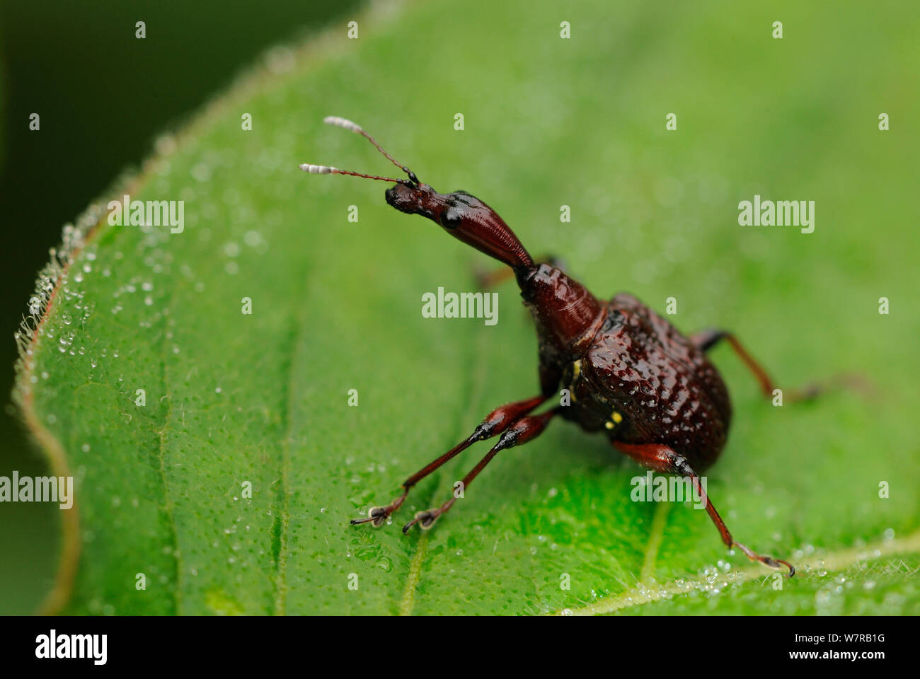 Giraffe beetle hi-res stock photography and images - Alamy