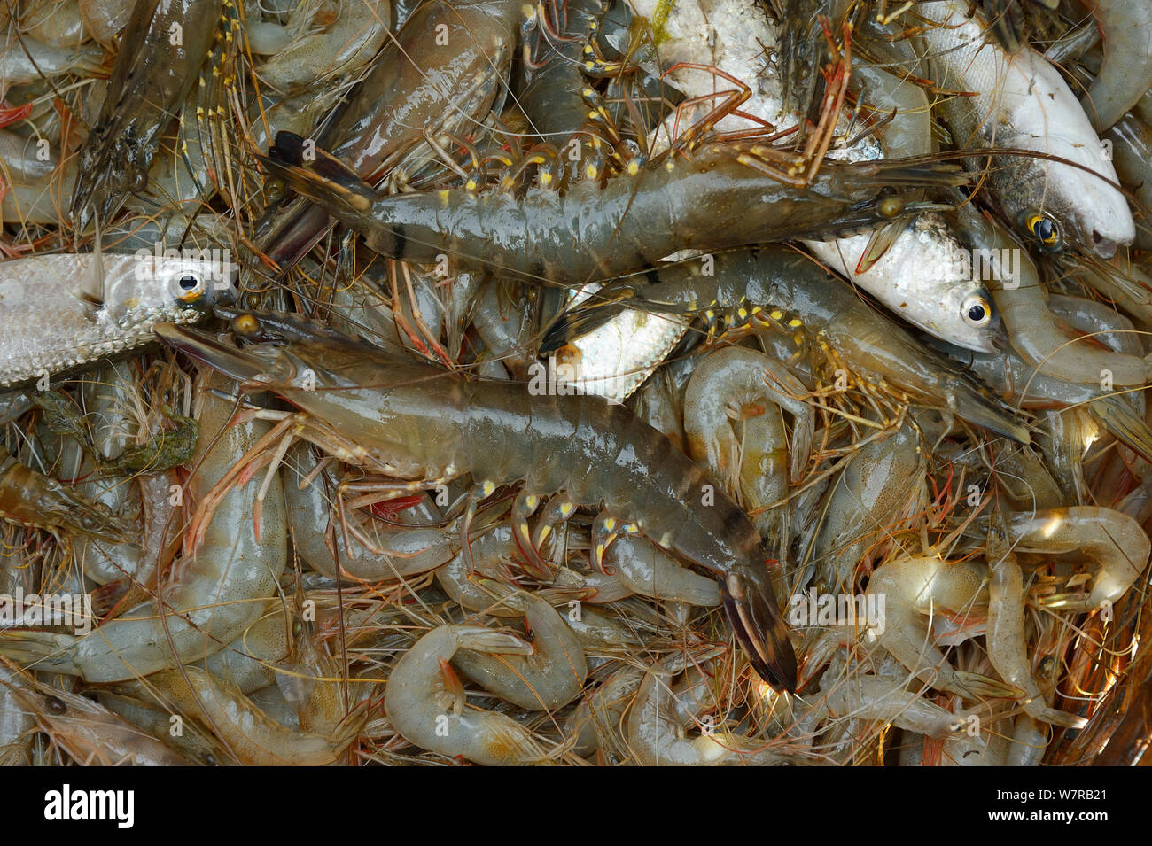Shrimps and prawns caught in Pulicat Lake, India, January 2013 Stock ...