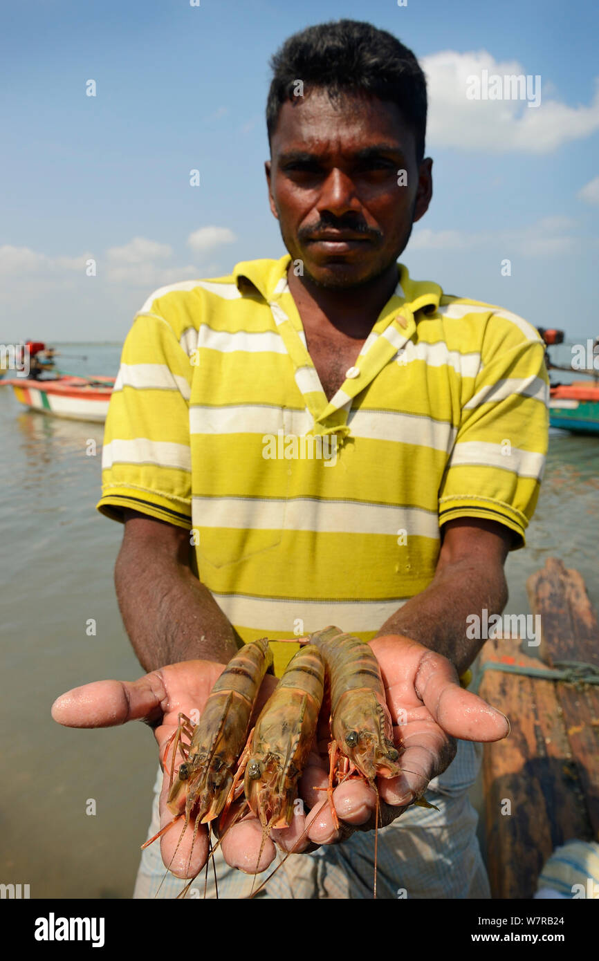 Shrimps and prawns caught in Pulicat Lake, India, January 2013 Stock ...