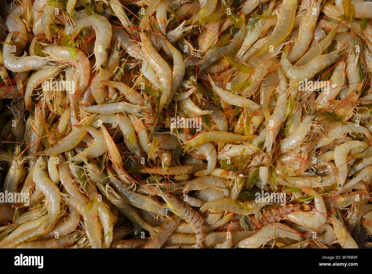 Shrimps and prawns caught in Pulicat Lake, Tamil Nadu, India, January ...