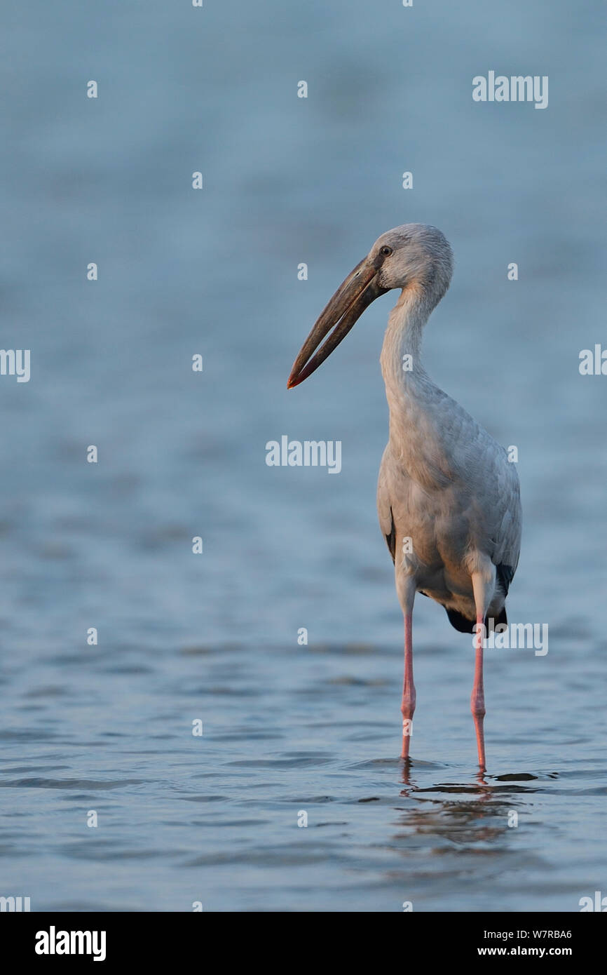 Asia openbill stork hi-res stock photography and images - Alamy