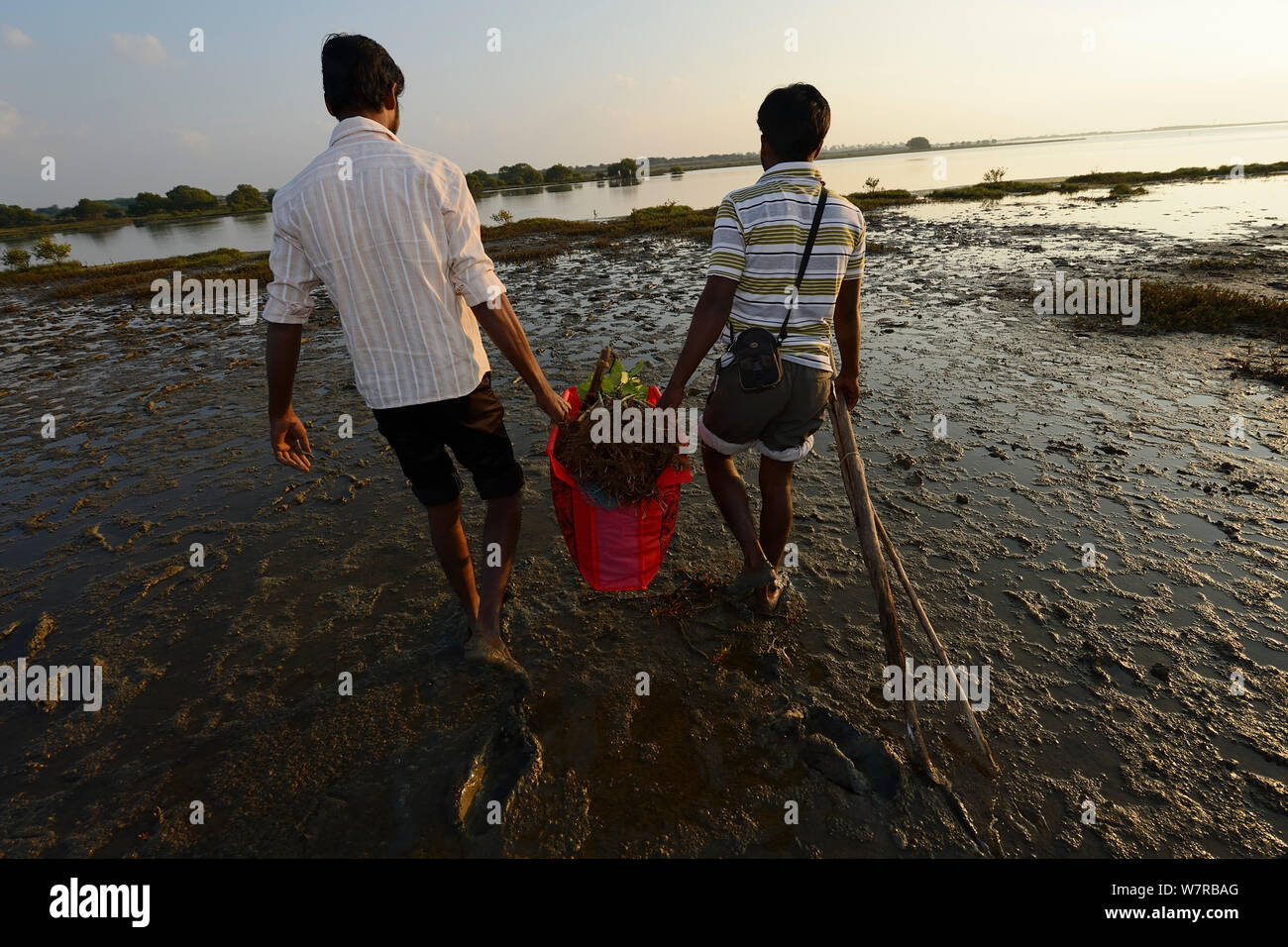 Mangrove planting team from CRINEO planting Mangrove trees (Rhizophora ...