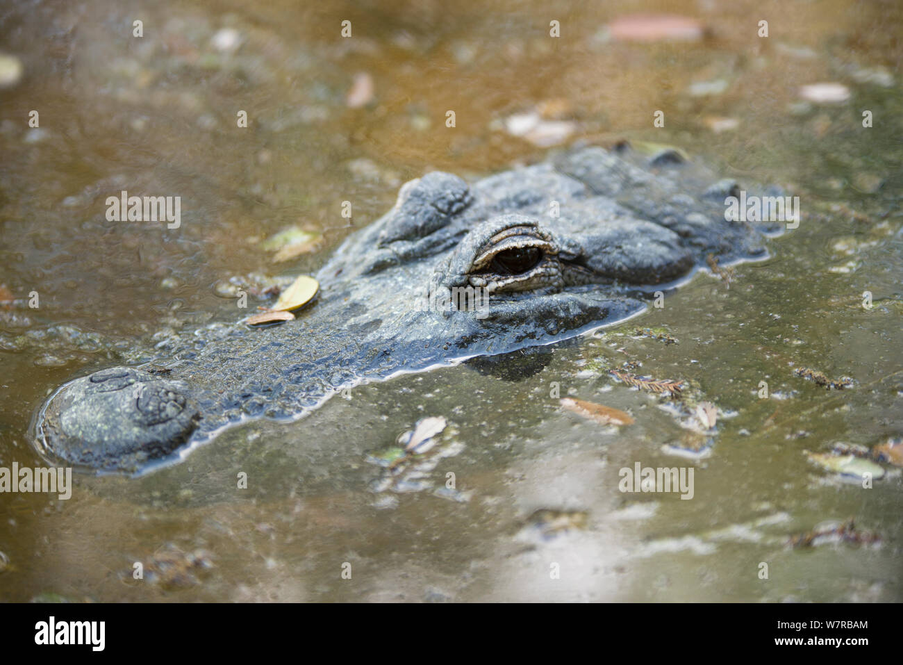 alligator half submerged in murky water - everglades florida usa Stock ...