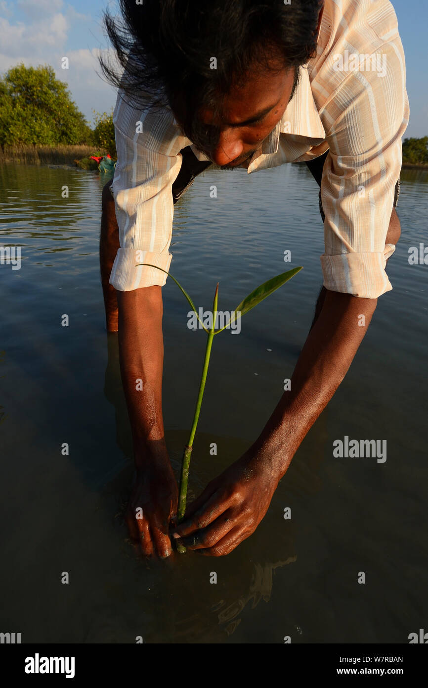 Mangrove planting team from CRINEO planting Mangrove trees (Rhizophora ...