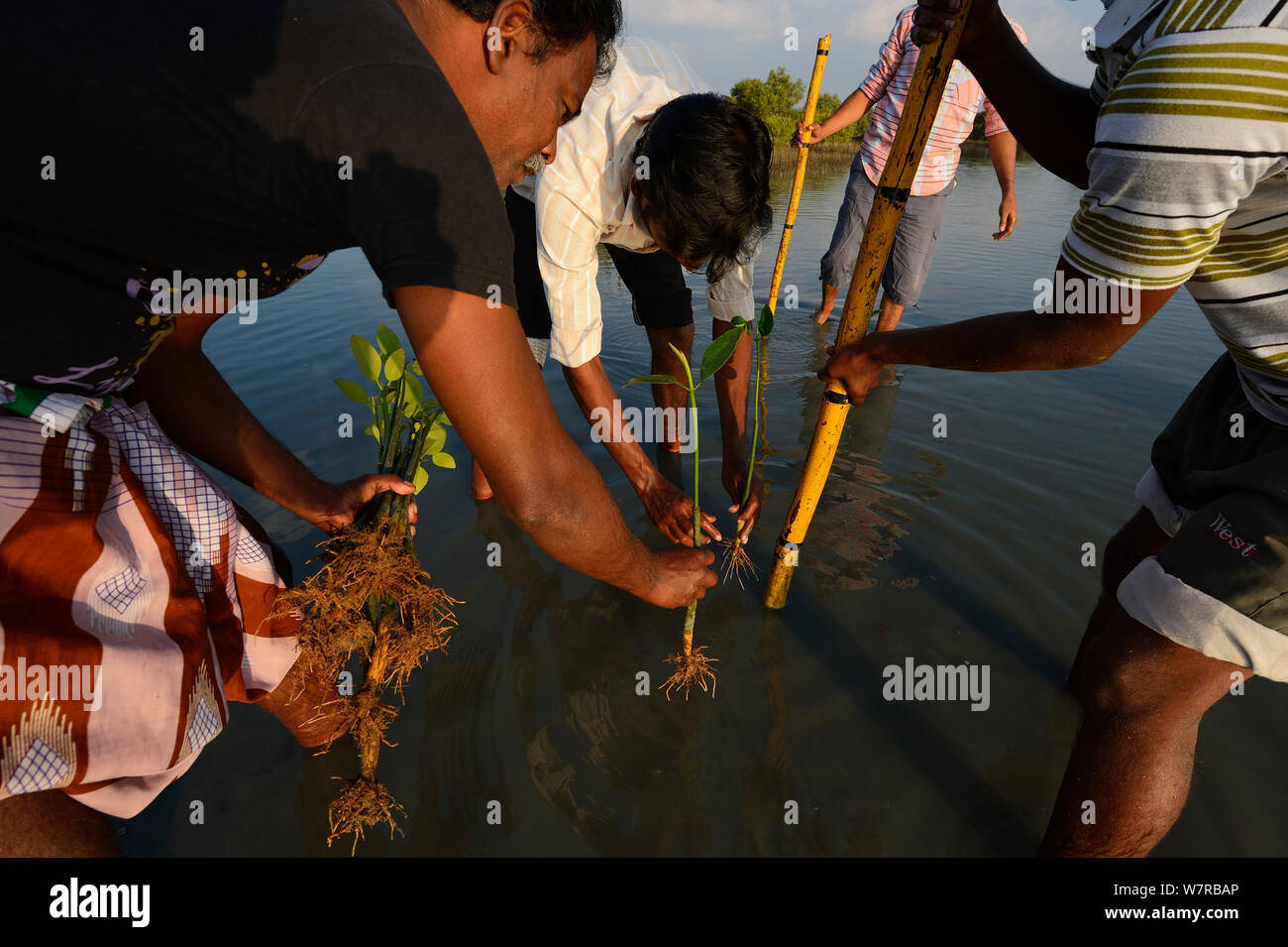 Mangrove planting team from CRINEO planting Mangrove trees (Rhizophora ...