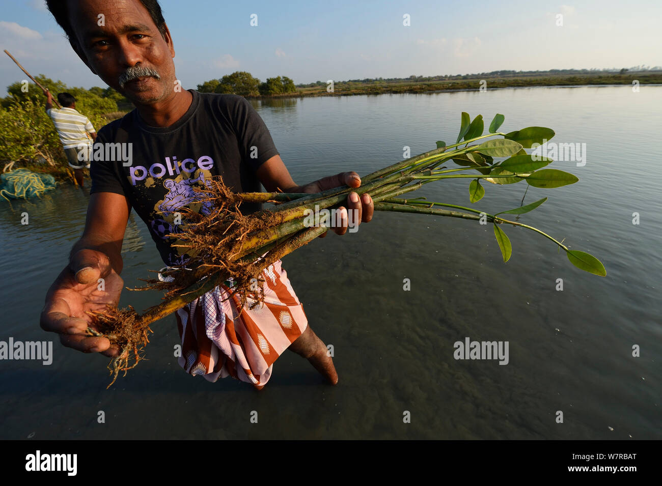 Mangrove planting team from CRINEO planting Mangrove trees (Rhizophora ...