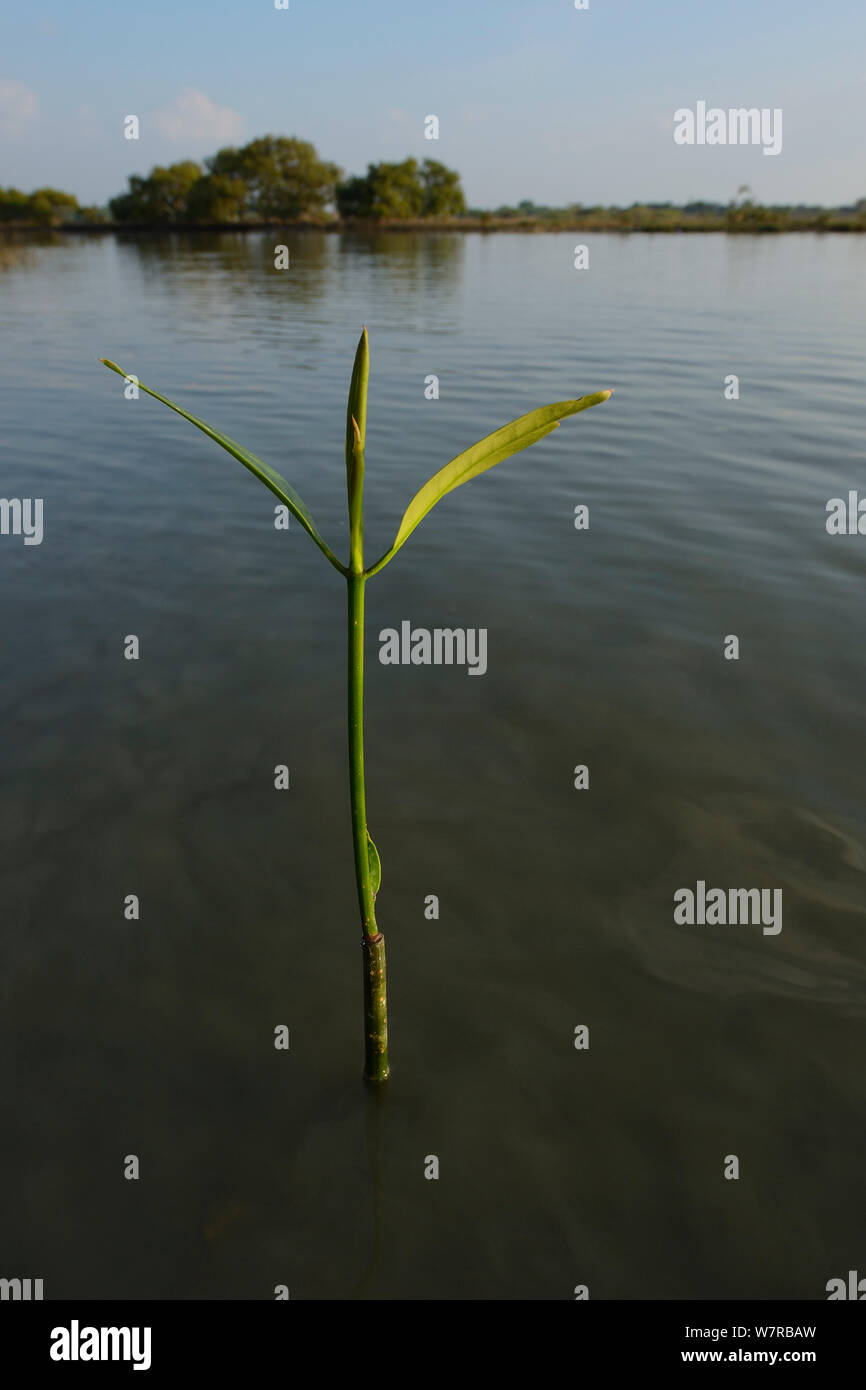 Mangrove sapling (Rhizophora) planted by CRINEO team, Pulicat Lake ...
