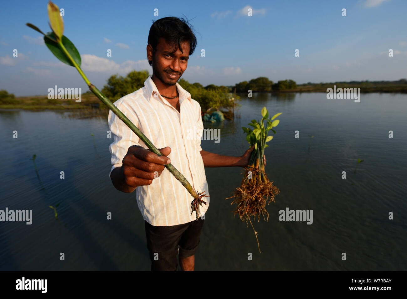 Mangrove planting team from CRINEO planting Mangrove trees (Rhizophora ...