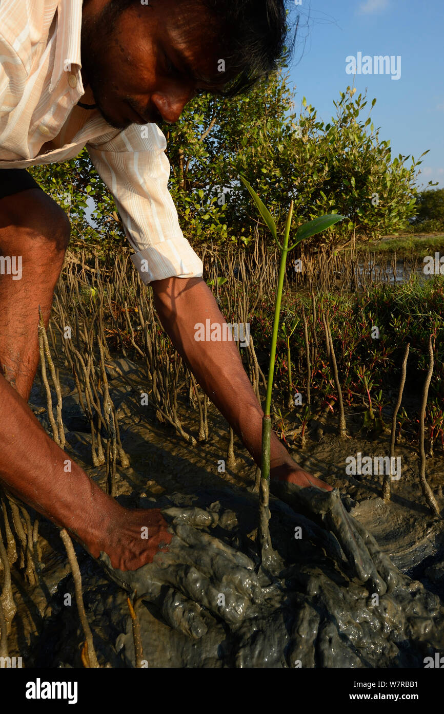 Mangrove saplings hi-res stock photography and images - Alamy