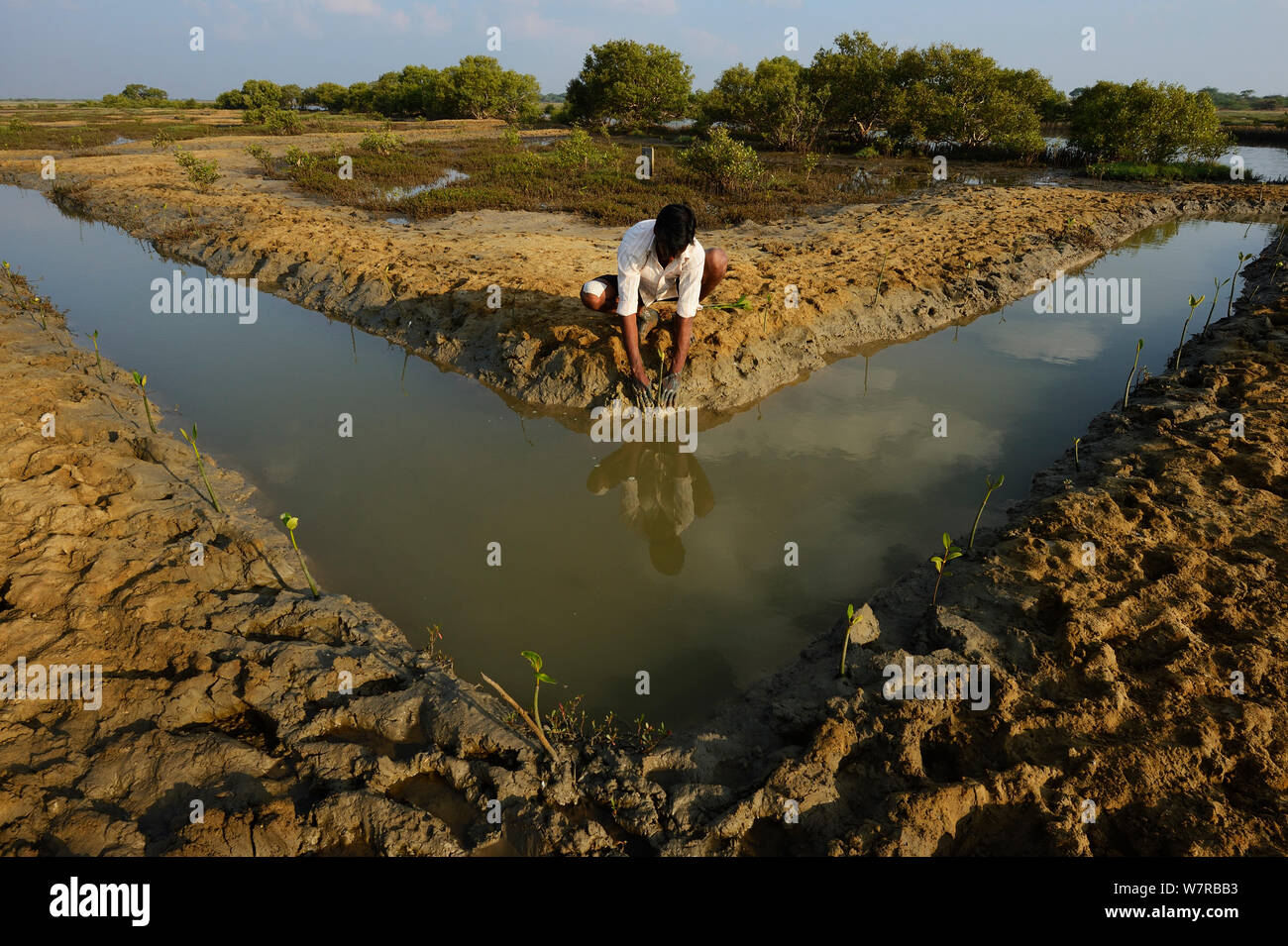 Mangrove planting team from CRINEO planting Mangrove trees (Rhizophora ...