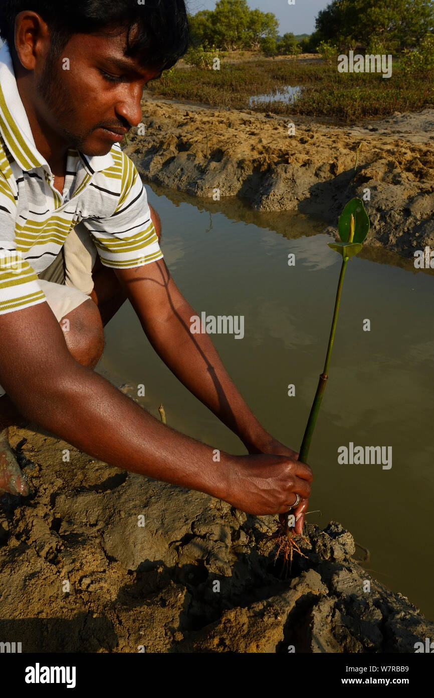 Mangrove planting team from CRINEO planting Mangrove trees (Rhizophora ...