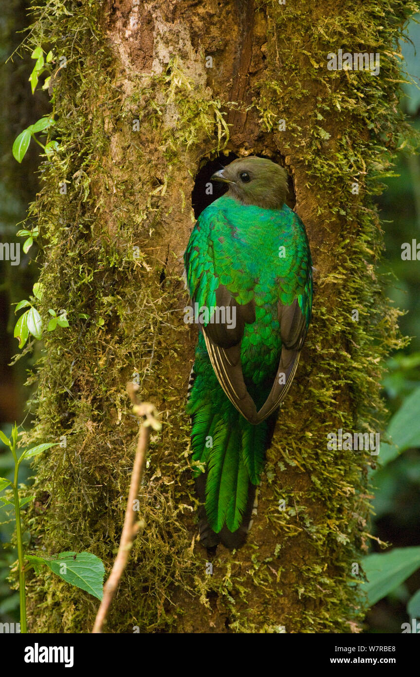 Female Resplendent quetzal (Pharomachrus mocinno) perched at its nest ...