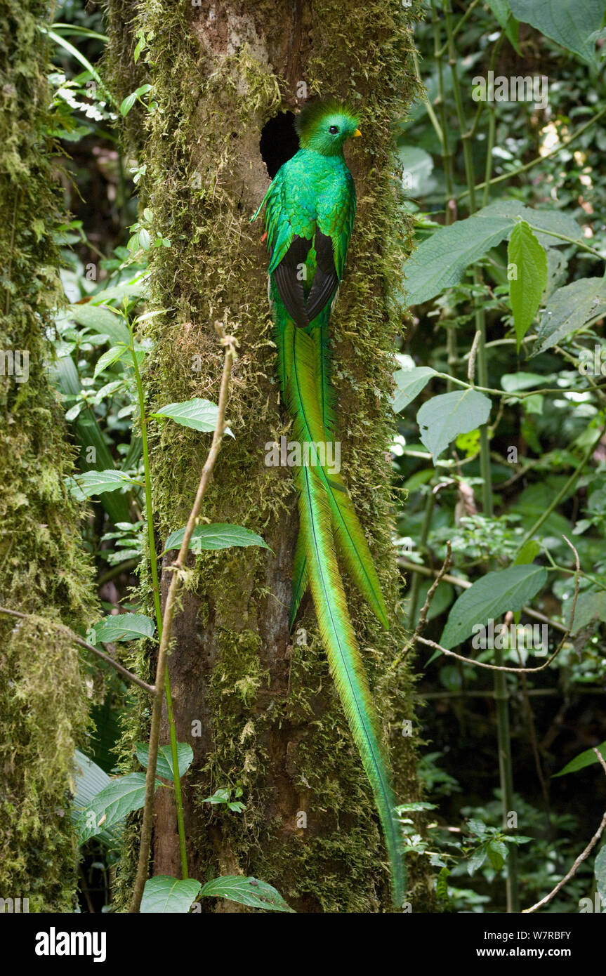 Male Resplendent quetzal (Pharomachrus mocinno) at nest hole, El ...