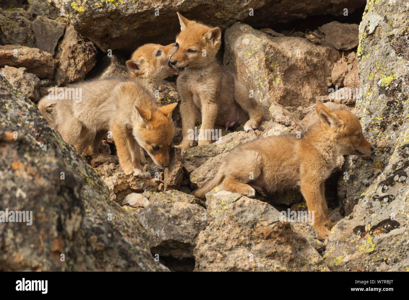 Yellowstone national park wolf pups hi-res stock photography and images ...
