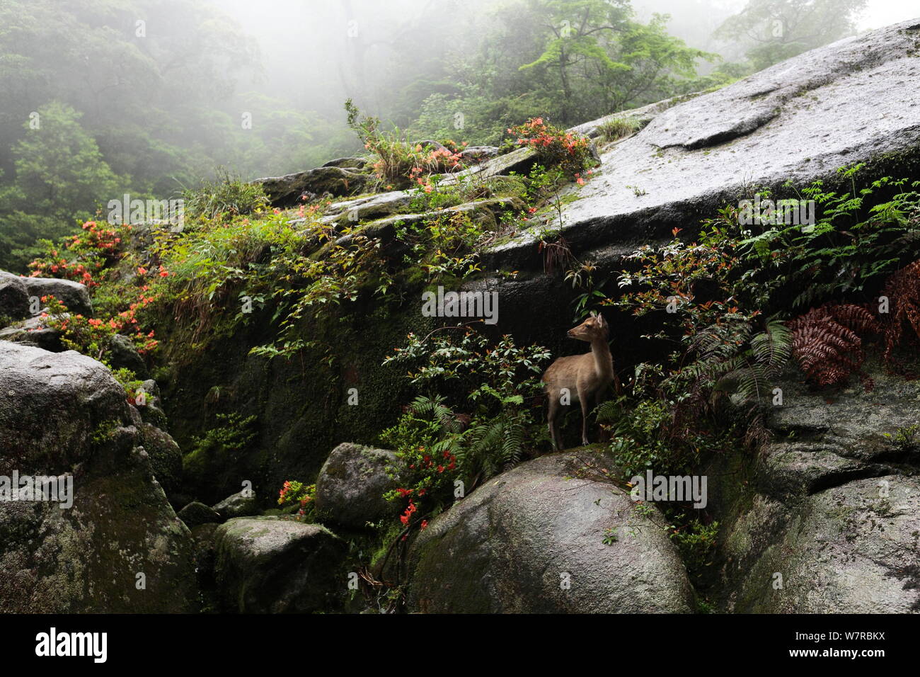Yakushima yaku deer hi-res stock photography and images - Alamy