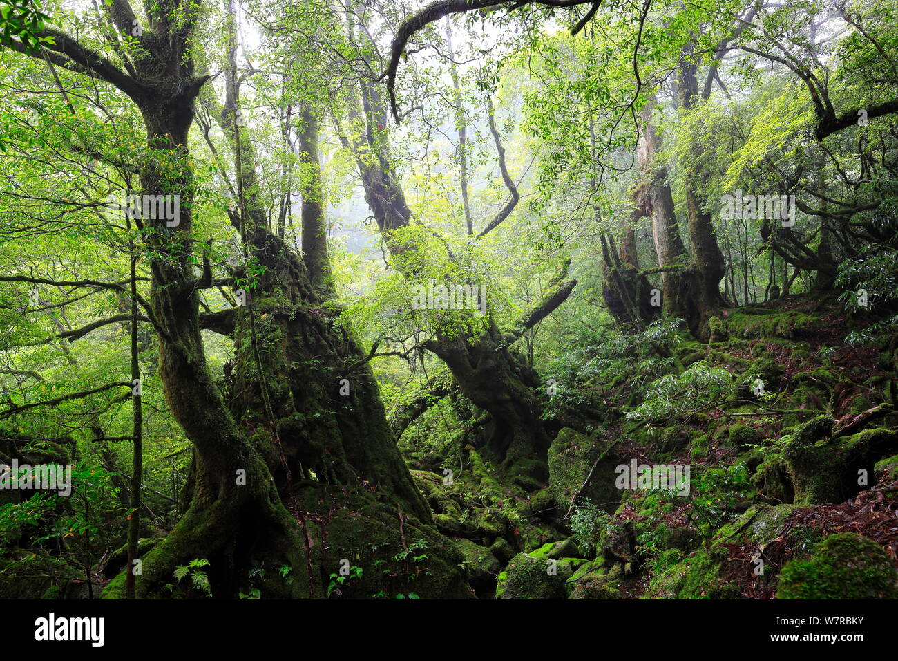 Yakushima islands forest hi-res stock photography and images - Alamy