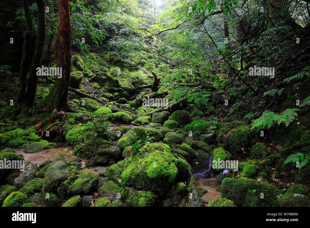 Yakushima islands forest hi-res stock photography and images - Alamy