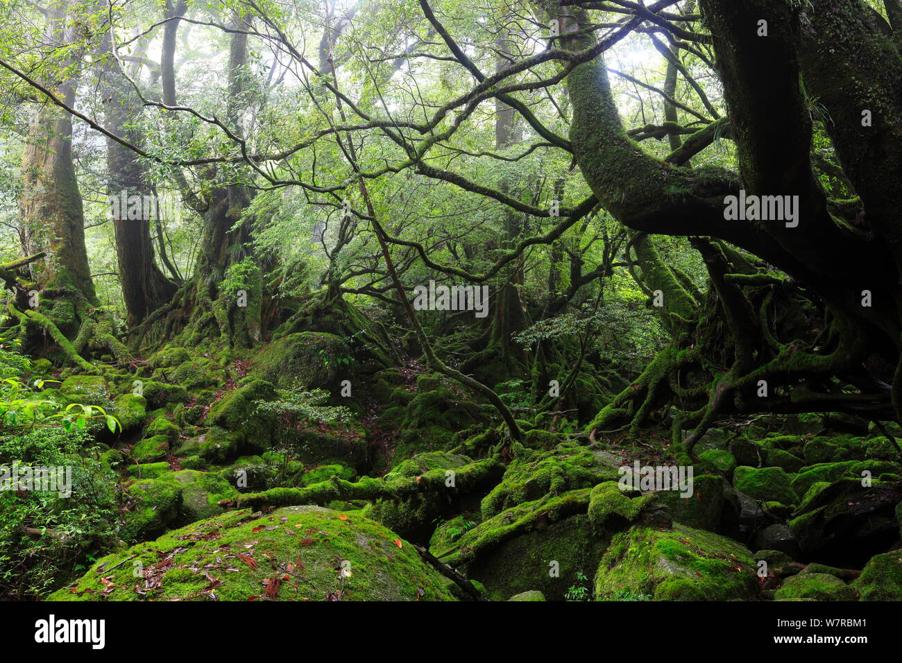 Yakushima islands forest hi-res stock photography and images - Alamy