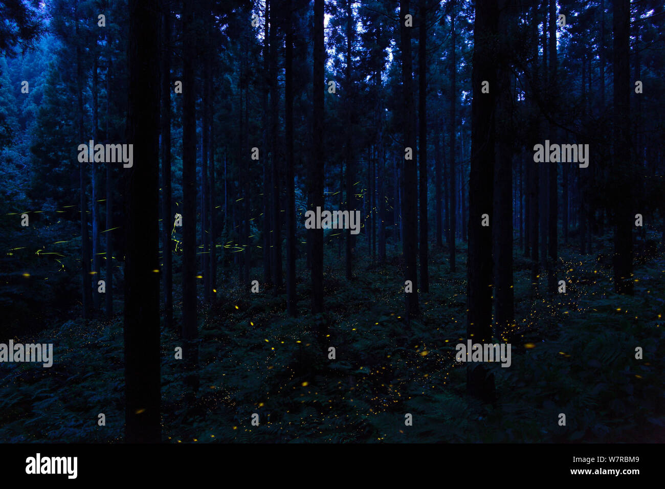 Japanese fireflies (Luciola cruciata) in flight at night, Japan endemic ...