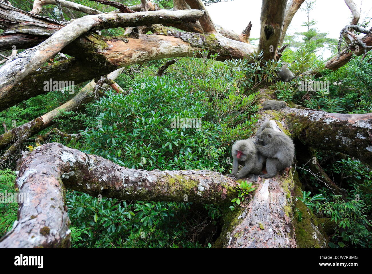 Yakushima islands hi-res stock photography and images - Alamy