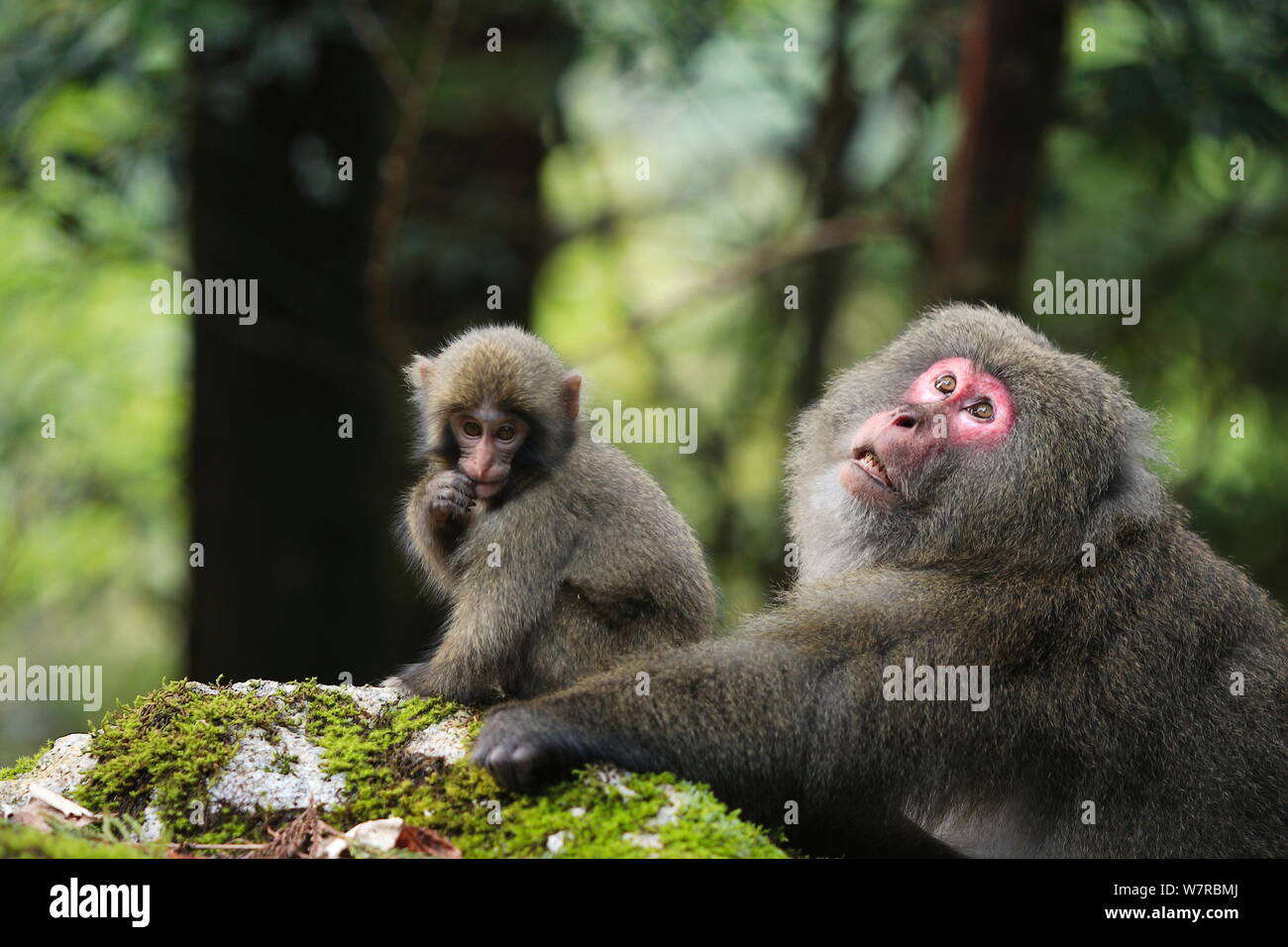 Yakushima macaque hi-res stock photography and images - Alamy