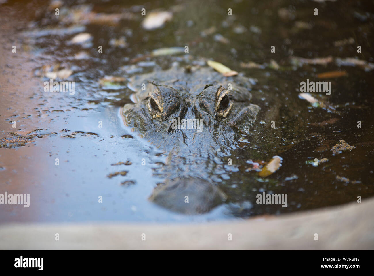 alligator half submerged in murky water - everglades florida usa Stock ...