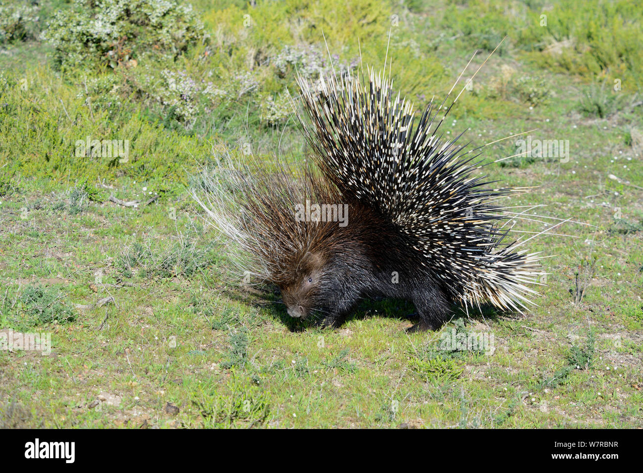 Cape Porcupine (Hystrix africaeaustralis) deHoop Nature Reserve ...