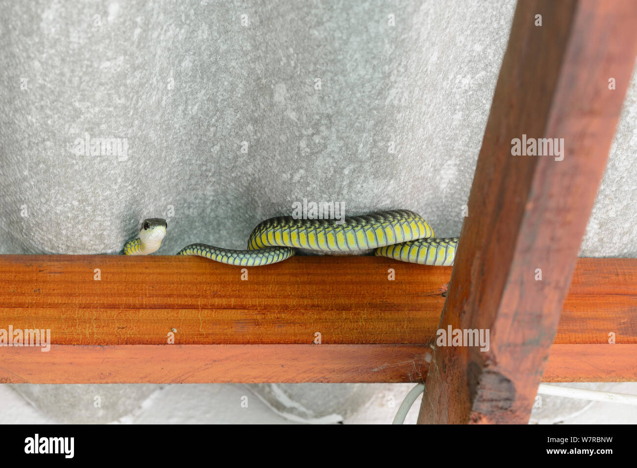 Boomslang (Dispholidus typus) male in roof space deHoop Nature Reserve ...