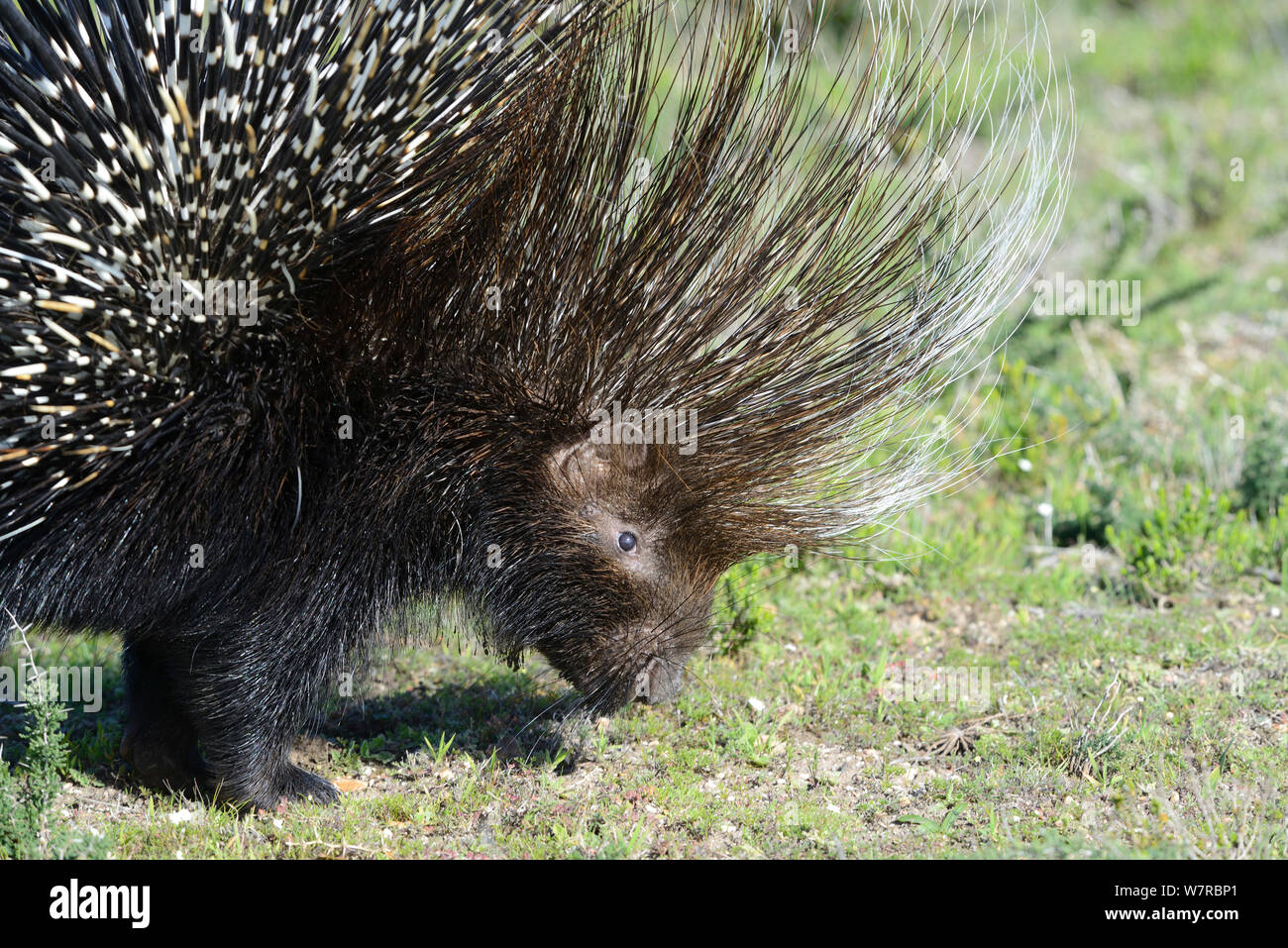 Cape Porcupine (Hystrix africaeaustralis) profile, deHoop Nature ...