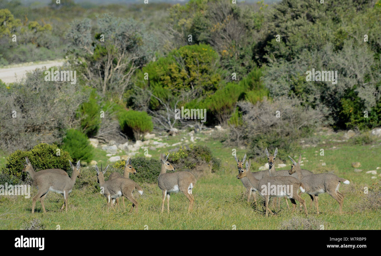 Grey Rhebok (Pelea capreolus) family group in limestone grassland ...