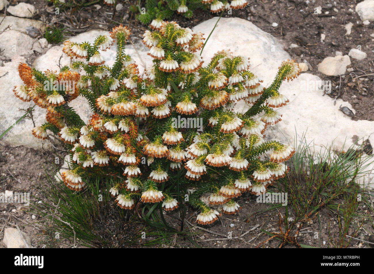 Ruffle Heath (Erica bruniflora) deHoop Nature reserve, Western Cape ...