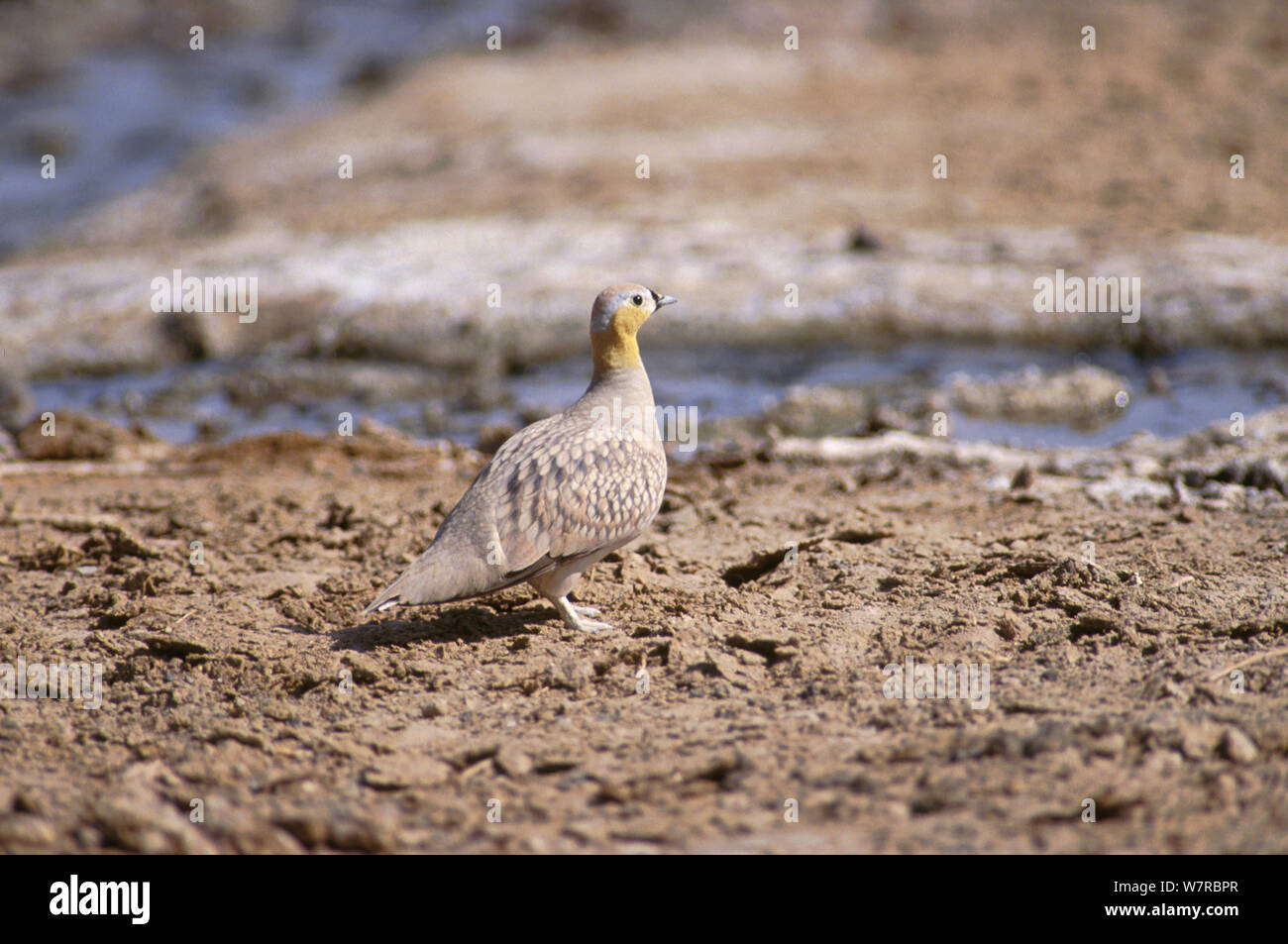 Khar turan national park hi-res stock photography and images - Alamy