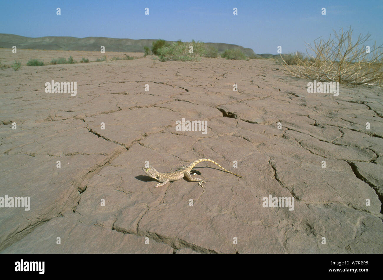 Agama, Semnan Province, Iran Kavir Desert, Touran Protected Area, now ...