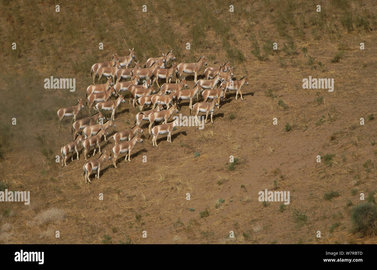 Turkmenian Wild Ass / Kulan (Equus hemionus kulan) herd, Badkhyz ...
